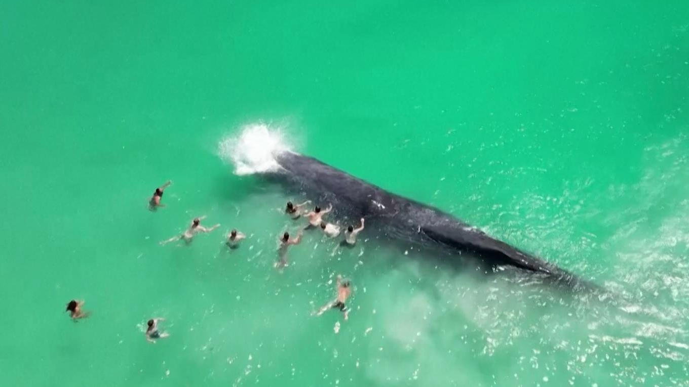 Perth (Australien): Pottwal schwamm noch mit Strandbesuchern, jetzt ist ...
