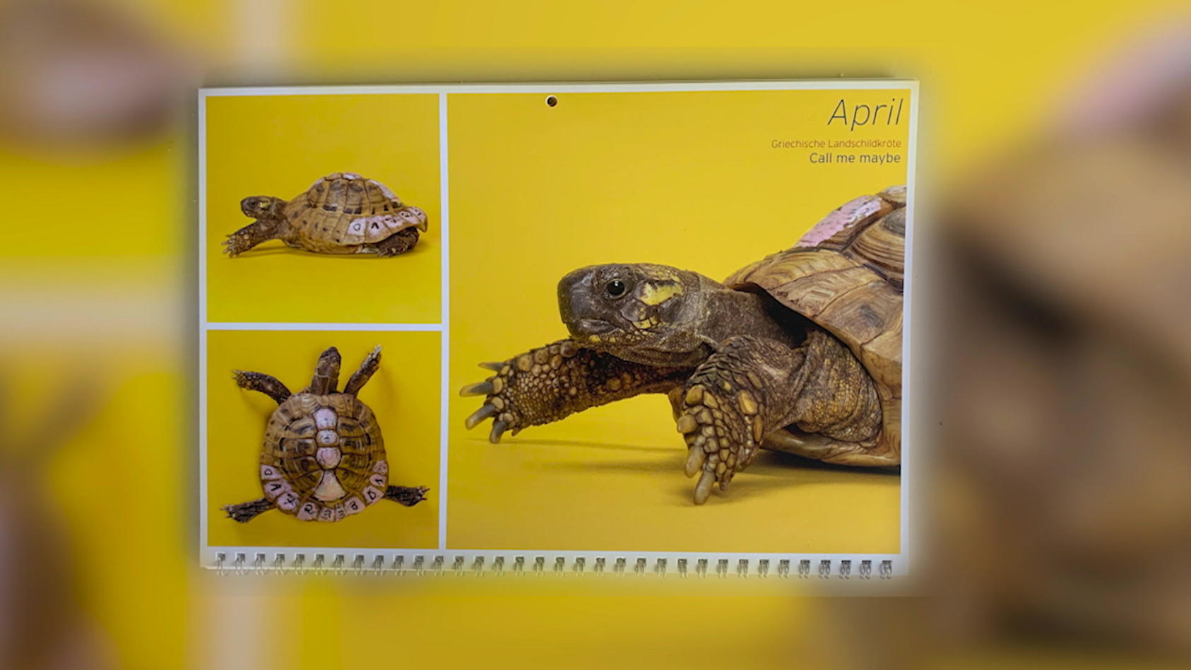 Ärger um Ausreißer-Schildkröte! Halterin Ute kämpft mit Anwalt um ihre ...