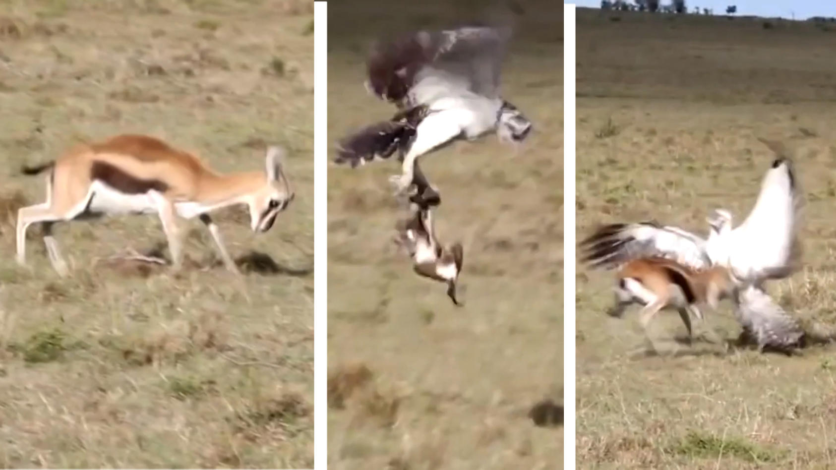Mit dem Kopf voran ins Gefecht: Gazelle fetzt sich mit Adler – um ihr ...