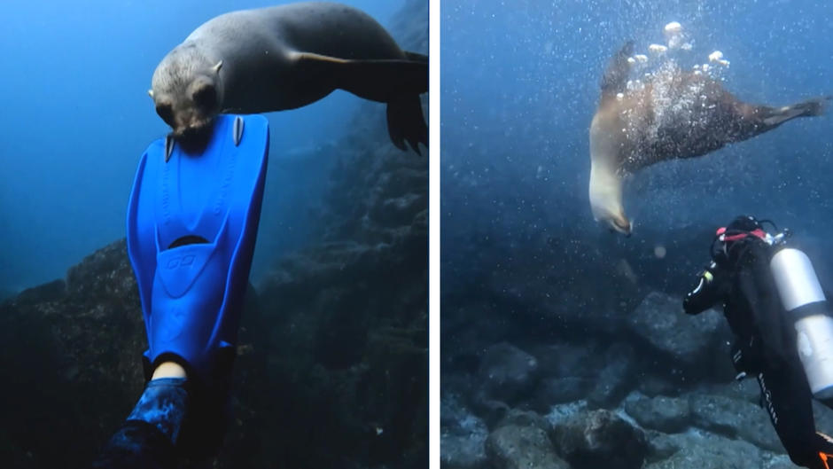 Reich' mir die Flosse, Genosse! Seelöwen finden Geschmack an ...