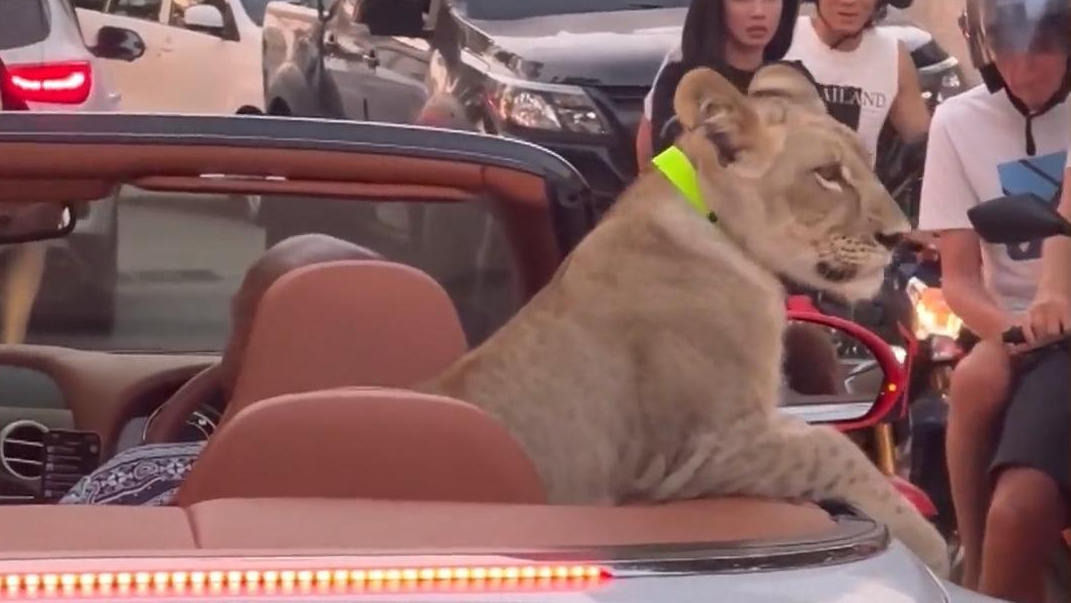 Thailand: Mann nimmt Löwe in Cabrio mit - Besitzerin droht nun Haft!