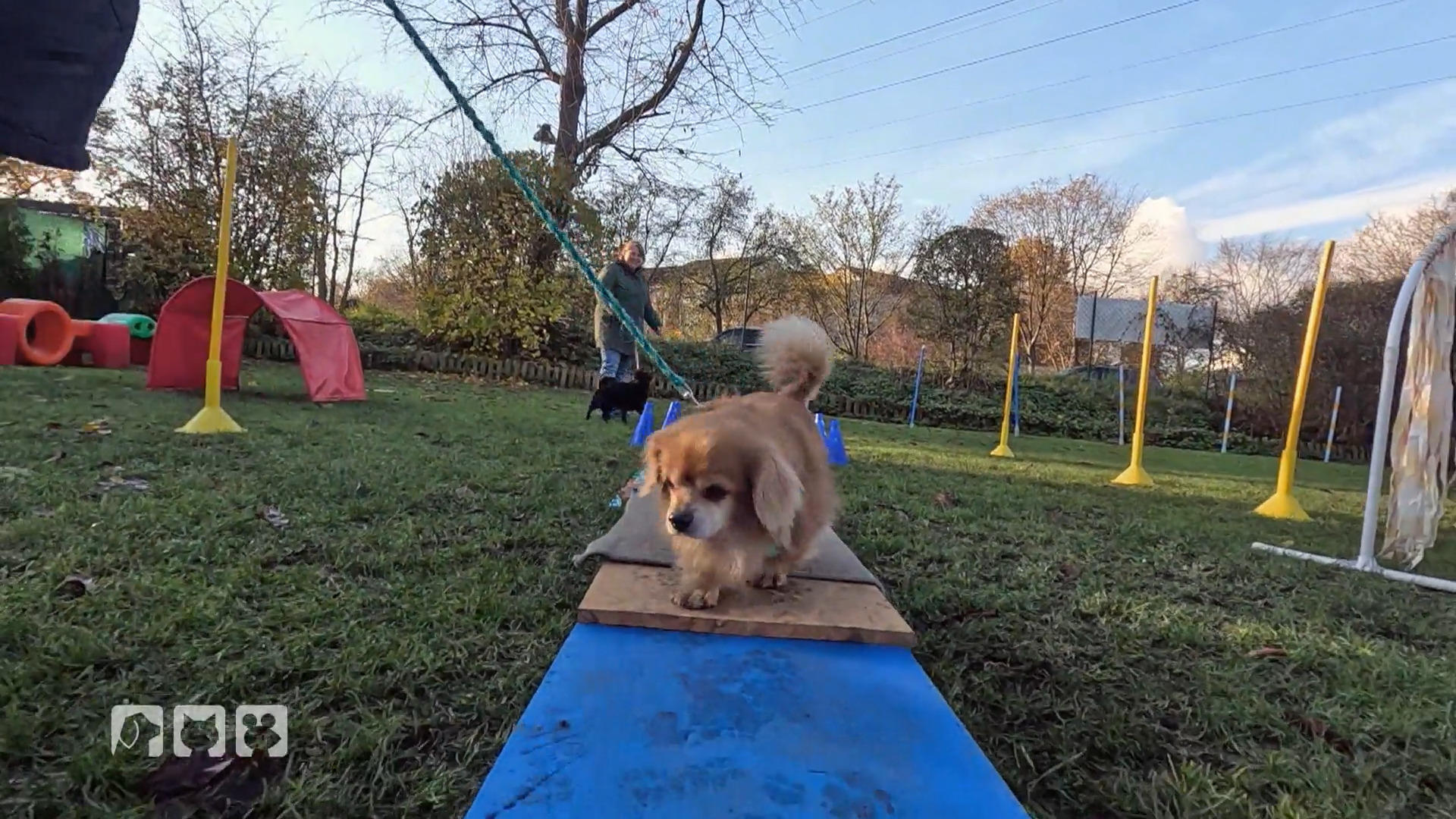 Geht es meinem Hund gut? Tierärztin verrät fünf Anzeichen, dass euer ...