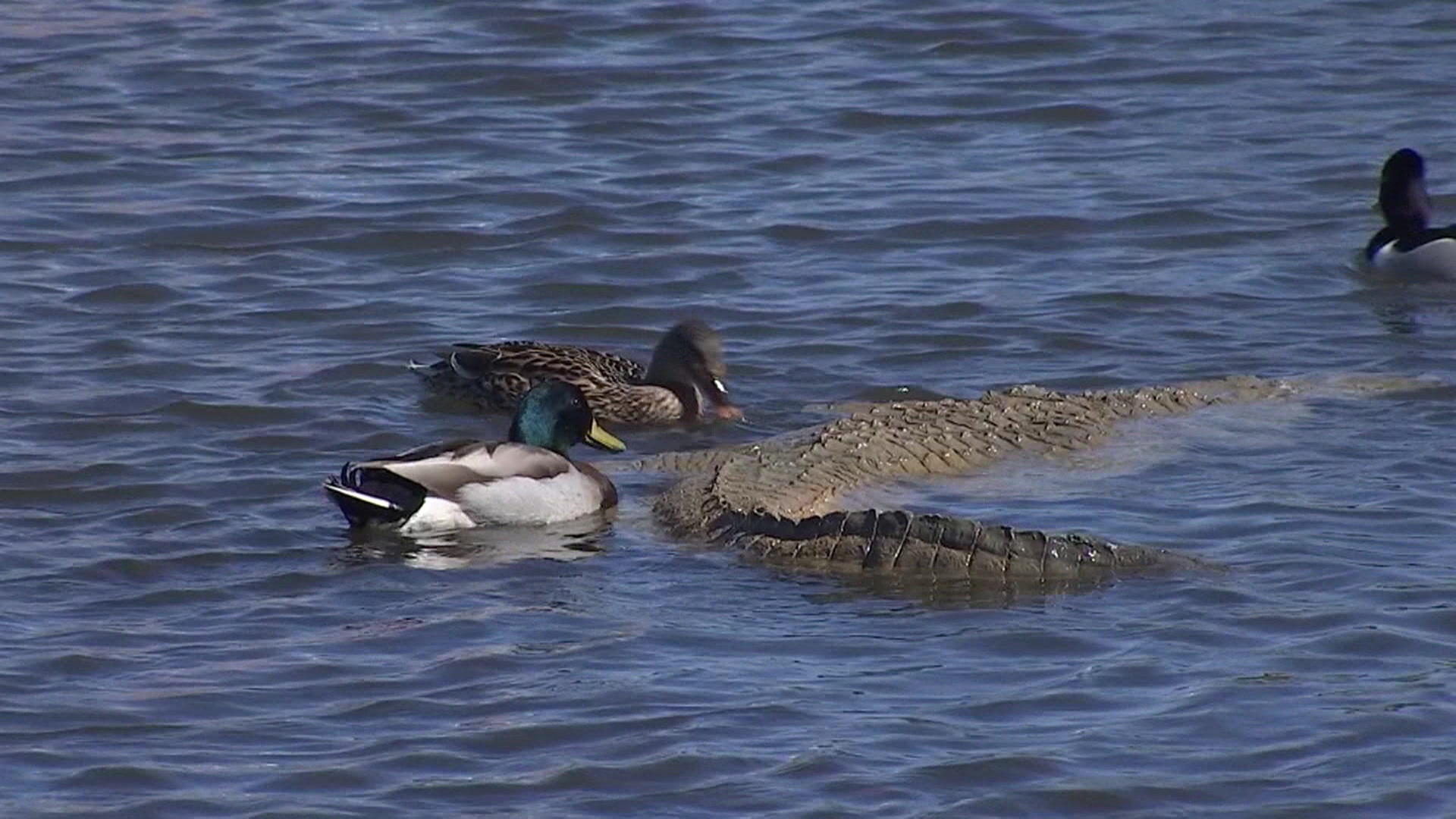 Babysitter soll zusätzlich aufräumen: Clevere Mama-Idee - oder geht gar ...