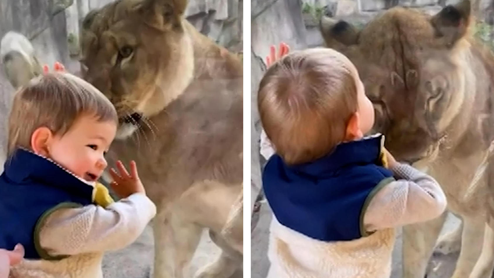 Kleiner Löwenbändiger! Junge (1) besänftigt tobende Löwin mit Kuss auf ...
