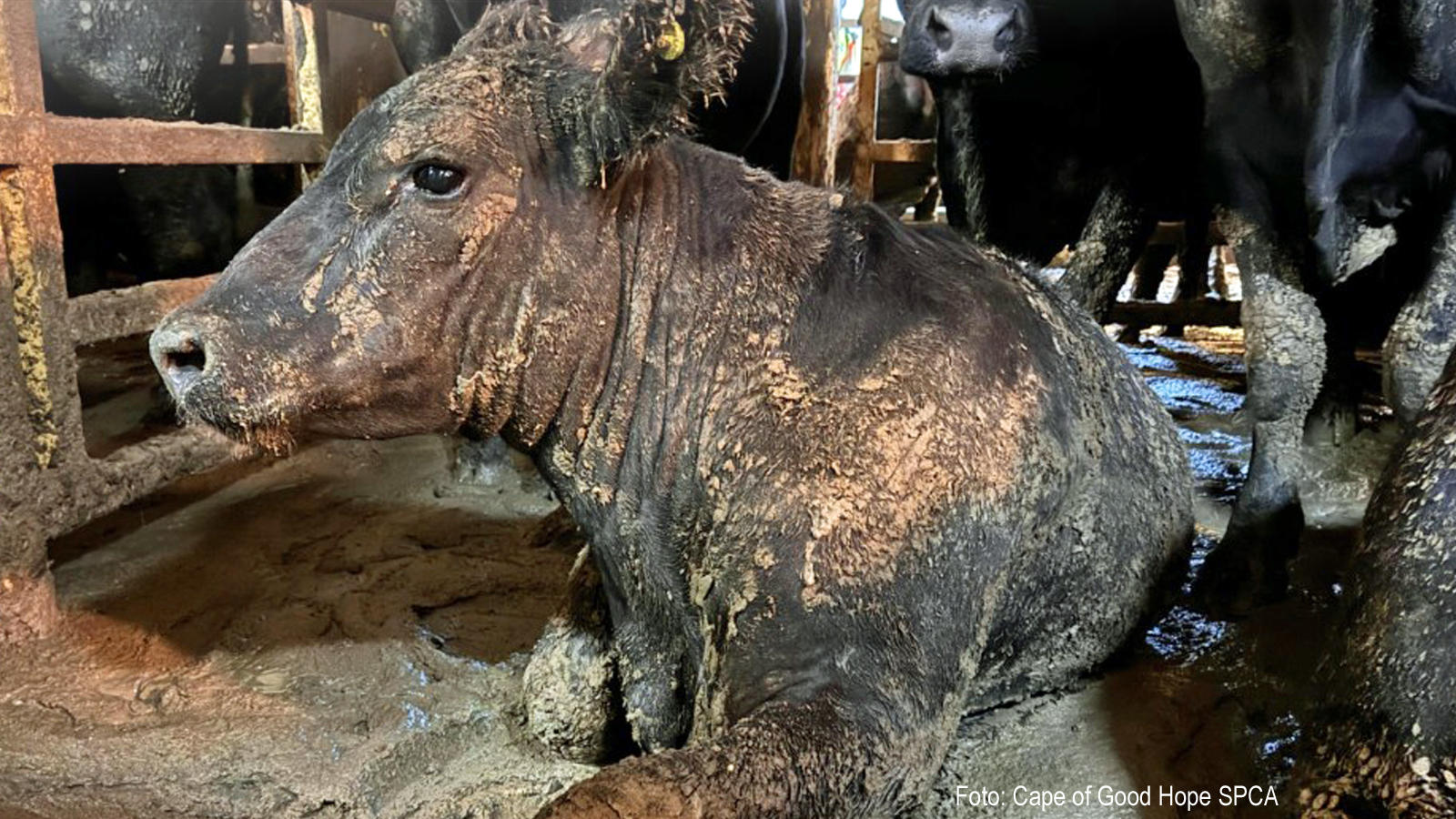 Stink-Schiff mit 19.000 Rindern raubt Kapstadt den Atem